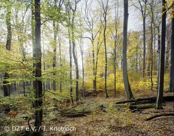 Slavic Landscapes: Western European Broadleaf Forests (5)