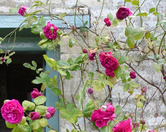 April's garden: Középpontban: a rózsa