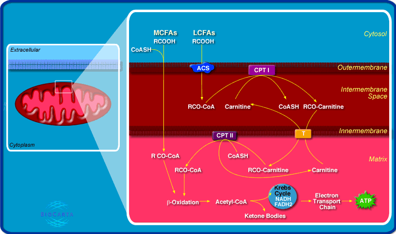 Mundo da Bioquímica (blog sobre bioquímica): Mapas metabólicos sobre a ...