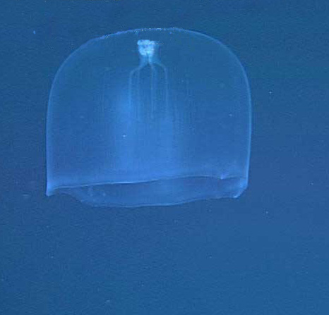 Real Monstrosities: The Deepstaria enigma