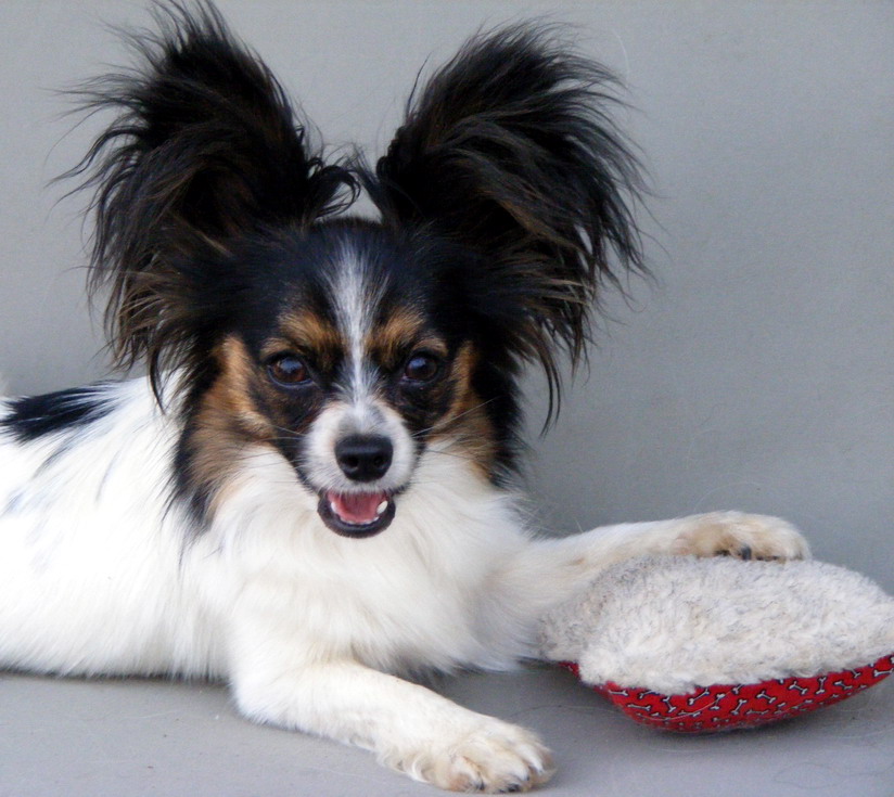 Road's End Papillons : Papillon Ear-Fringe Development