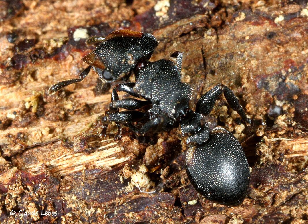 fourmis du Guatemala: Cephalotes cristatus