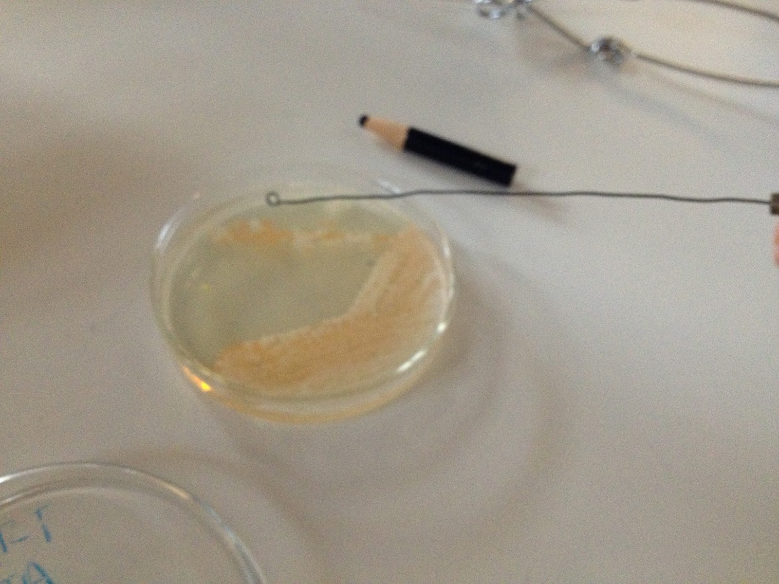 Ari and Johanna's Medical Microbiology Lab Report : Hand Washing ...