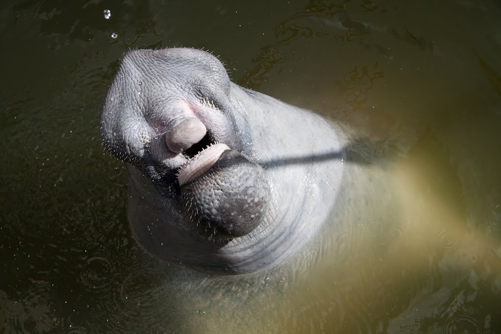 H a b i b i S a i l s: Manatees - ugly but soo cute!