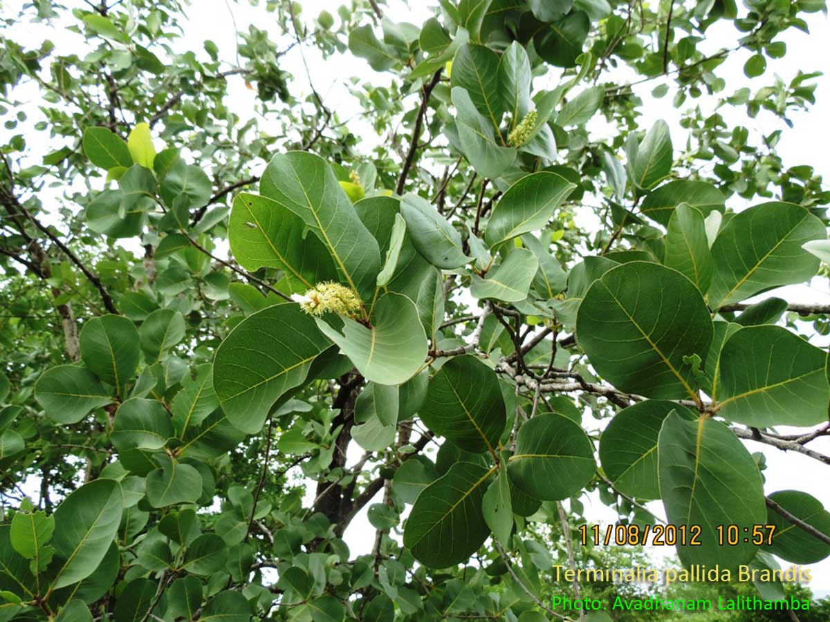 Medicinal Plants: Terminalia pallida, tella karakkaya