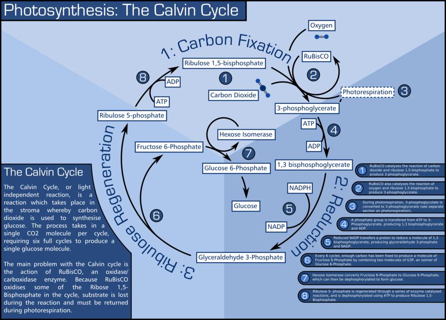 IB Biology: Photosynthesis And Cellular Respiration