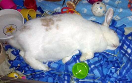 Rabbit Ramblings: Flopapalooza -- The DBF, or Dead Bunny Flop