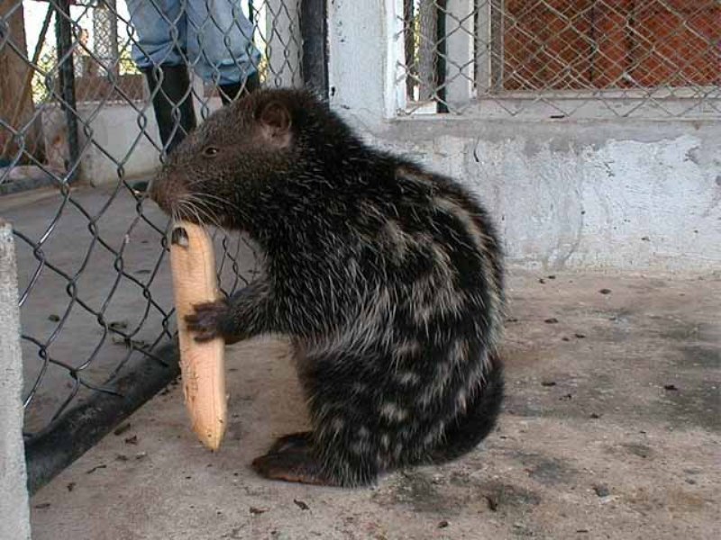 DOC SUPERIOR: ANIMALES SILVESTRES WEBQUEST