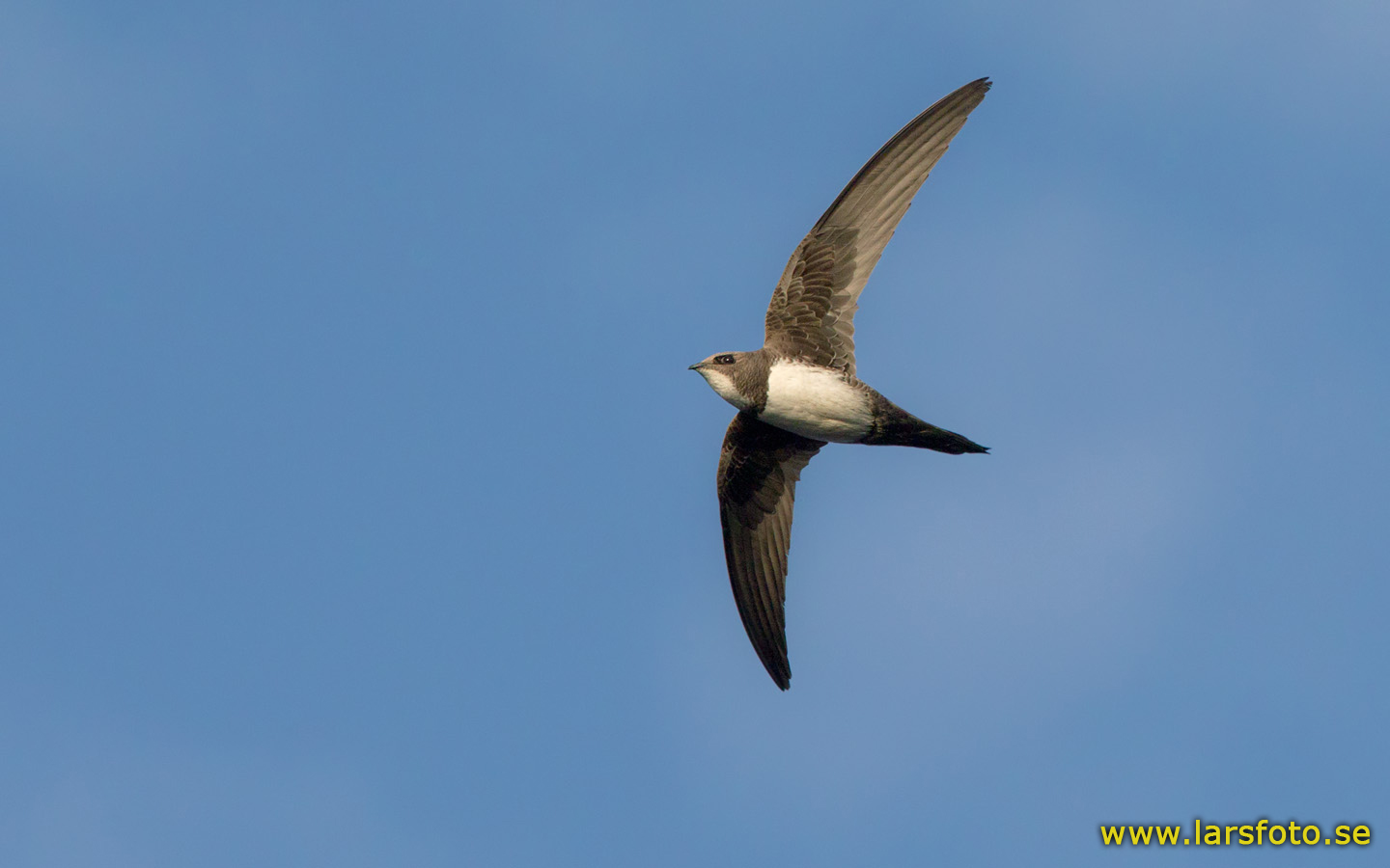 Alpine Swift | BD PIGEONS