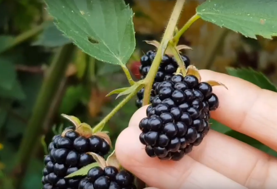 Benefits of Arbei Fruit for Health and Beauty - FRUITS