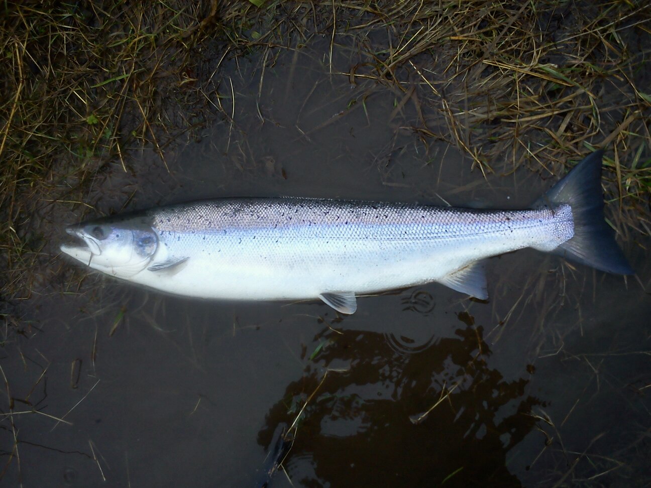 Salmon Fishing Scotland.: Salmon Fishing Scotland Spring Salmon Fishing ...