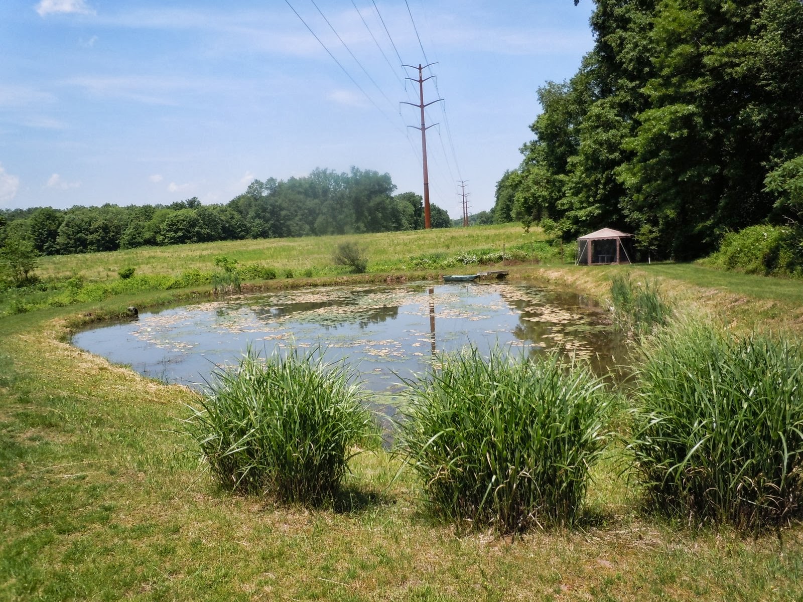 The Puddle Pond: June 2013