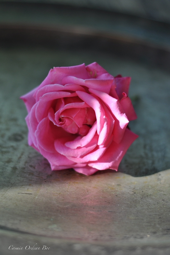 simplu si bun: Povestea unei roze...