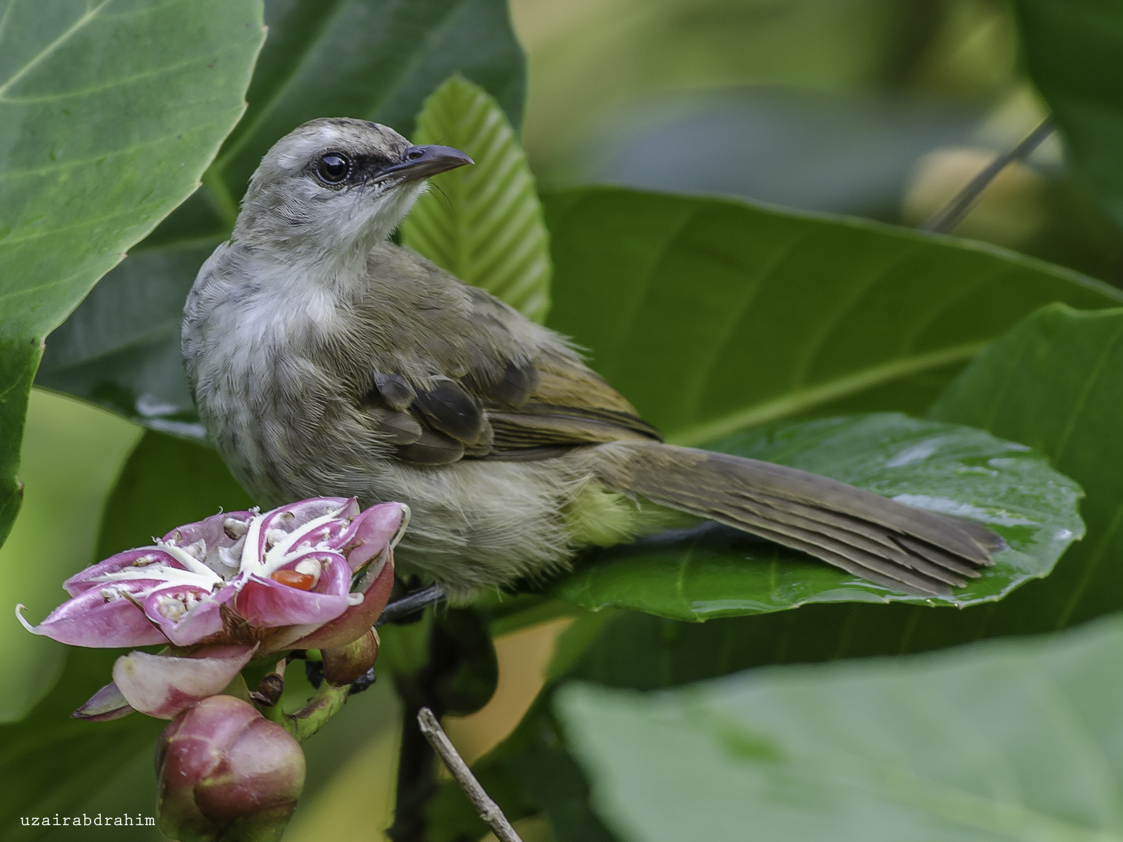 B u r u n g K e l i l i n g R u m a h .....: Merbah Kapur (Yellow ...