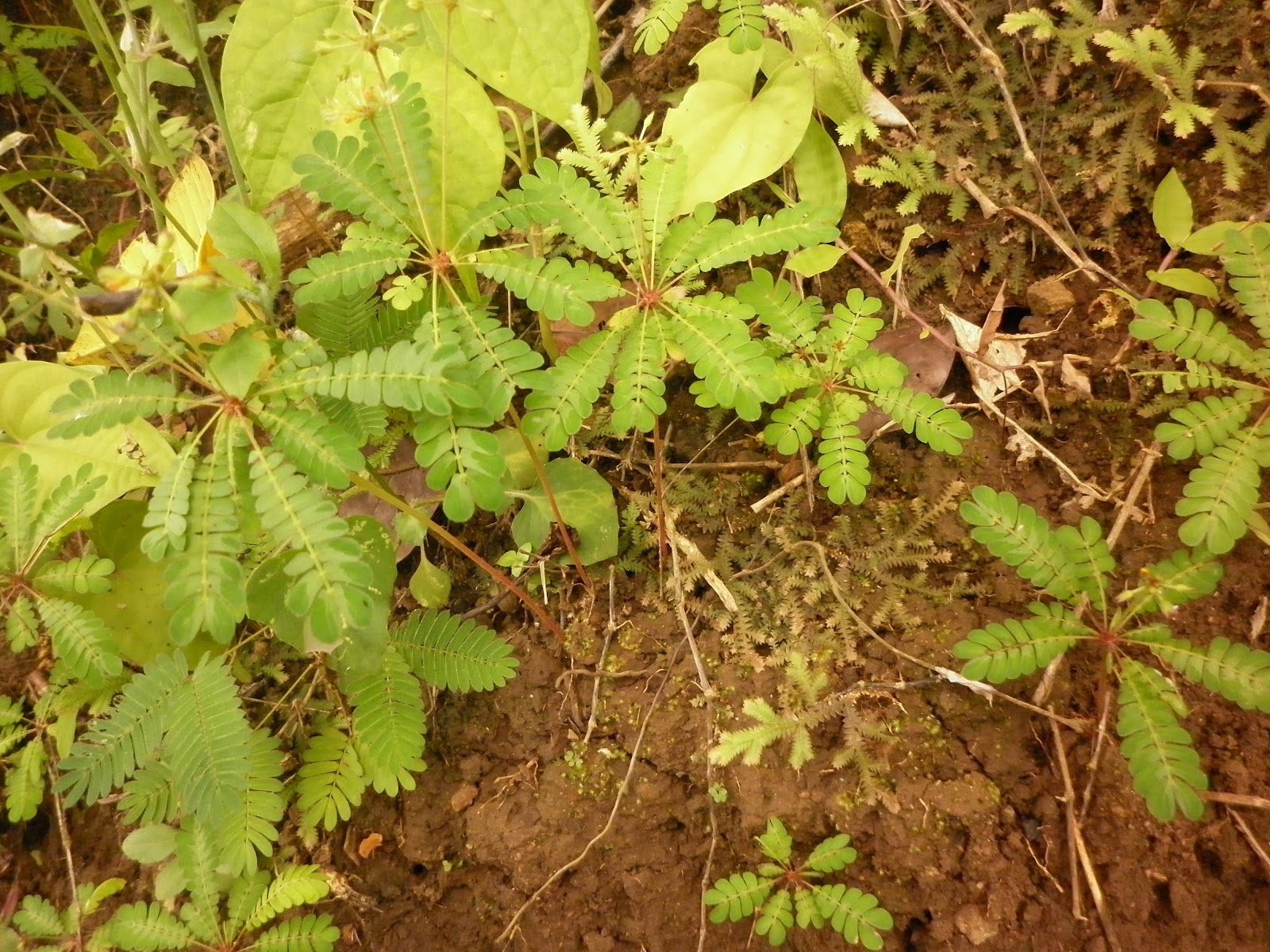 Rumput kebar Biophytum petersianum Khultz ~ Prapatan SPS