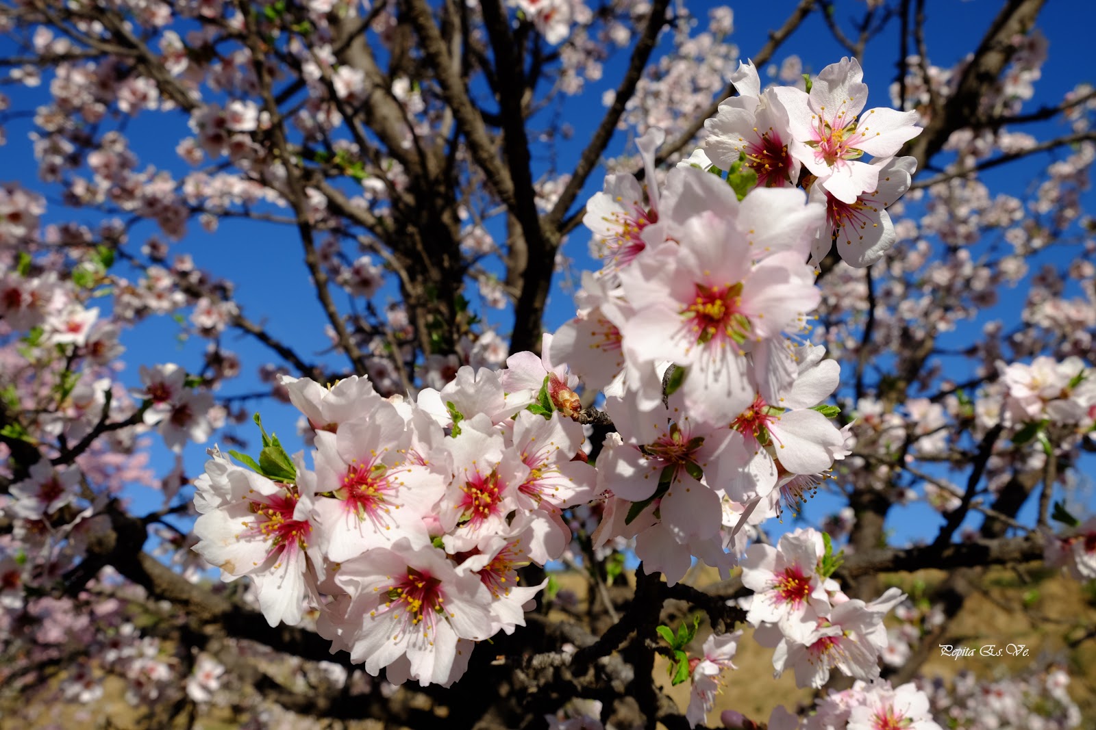 Fotografiando Cumbres: La flor del almendro. Jérez del Marquesado