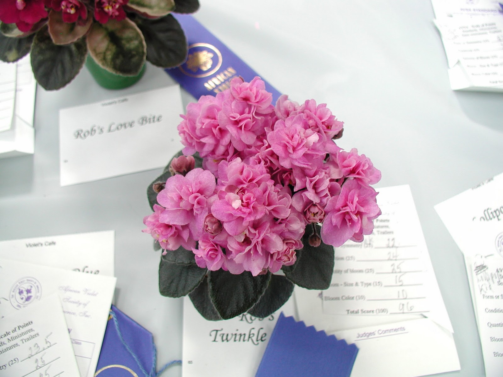 Violet Tiger: While I wait for the current crop to bloom: Favorite ...