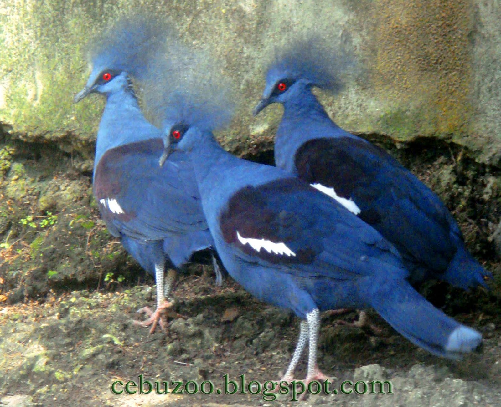 Cebu Zoo: Victoria Crowned Pigeon