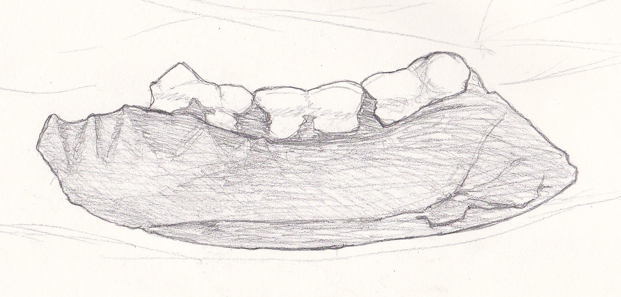 Indoor Nature: December 2012