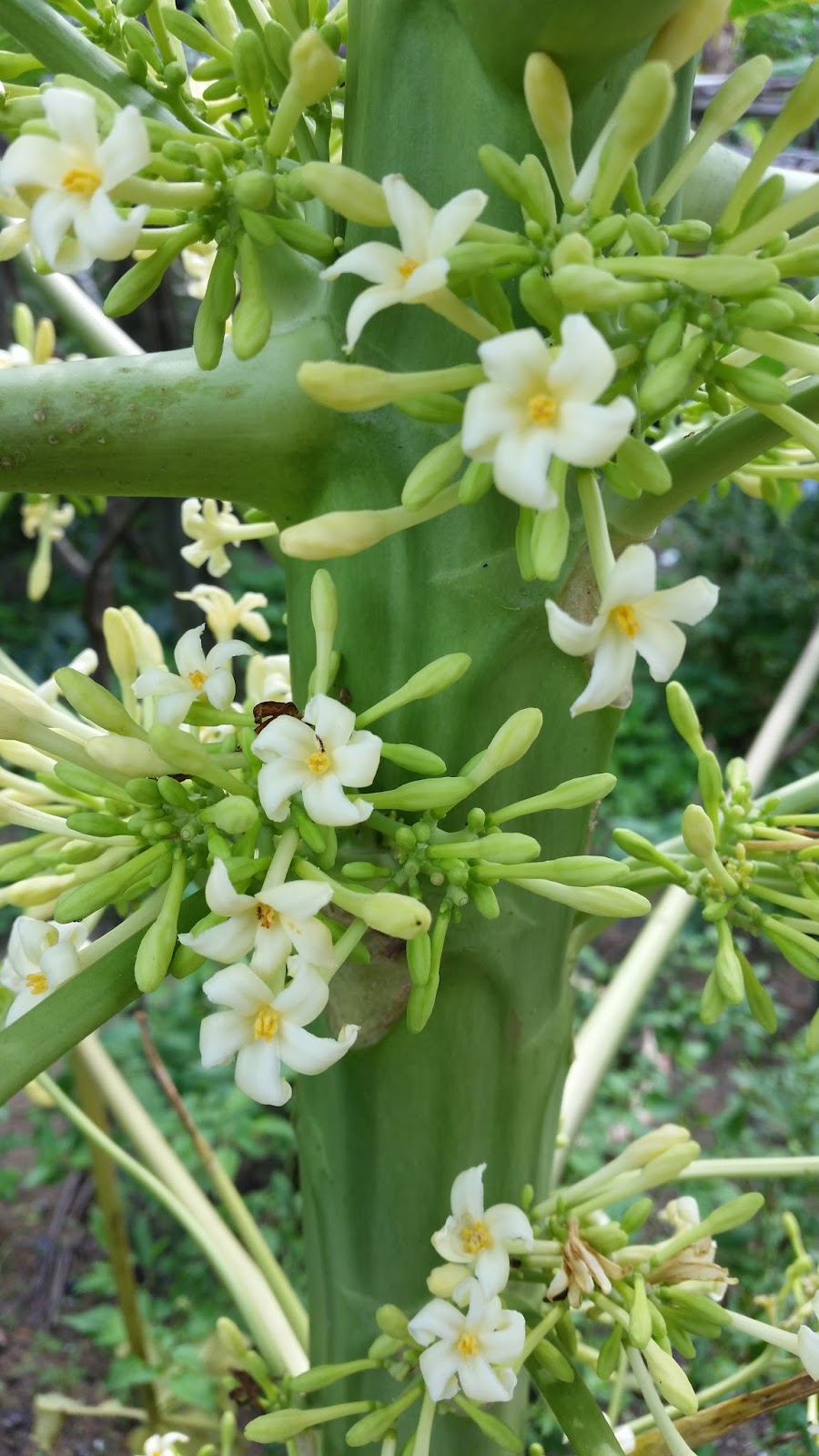 Warisan Petani: WW 82 : Bunga Betik Jantan