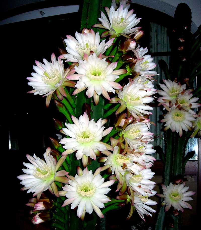 El espiritu de las plantas: Cereus Peruvianus o Cactus del Ordenador ...