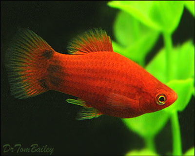 35+ Ikan Pedang yang Perlu Kamu Ketahui - Dosen Ikan