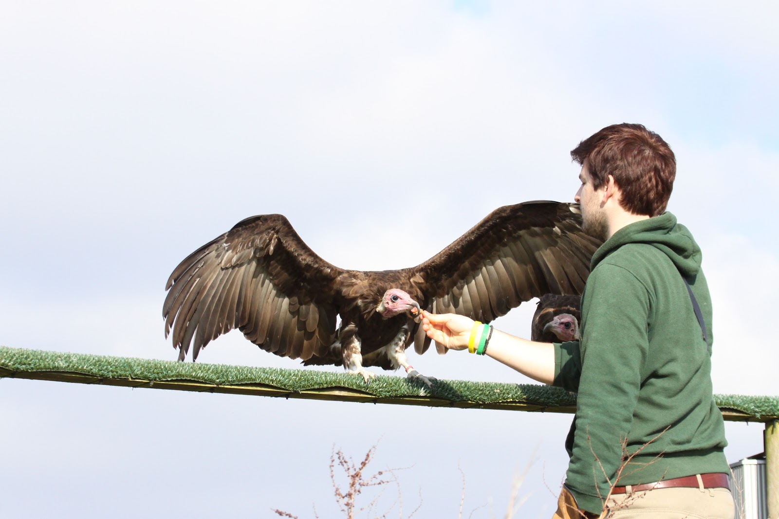 The Bayliss Line: BEN BOOTH AND HIS BIRDS