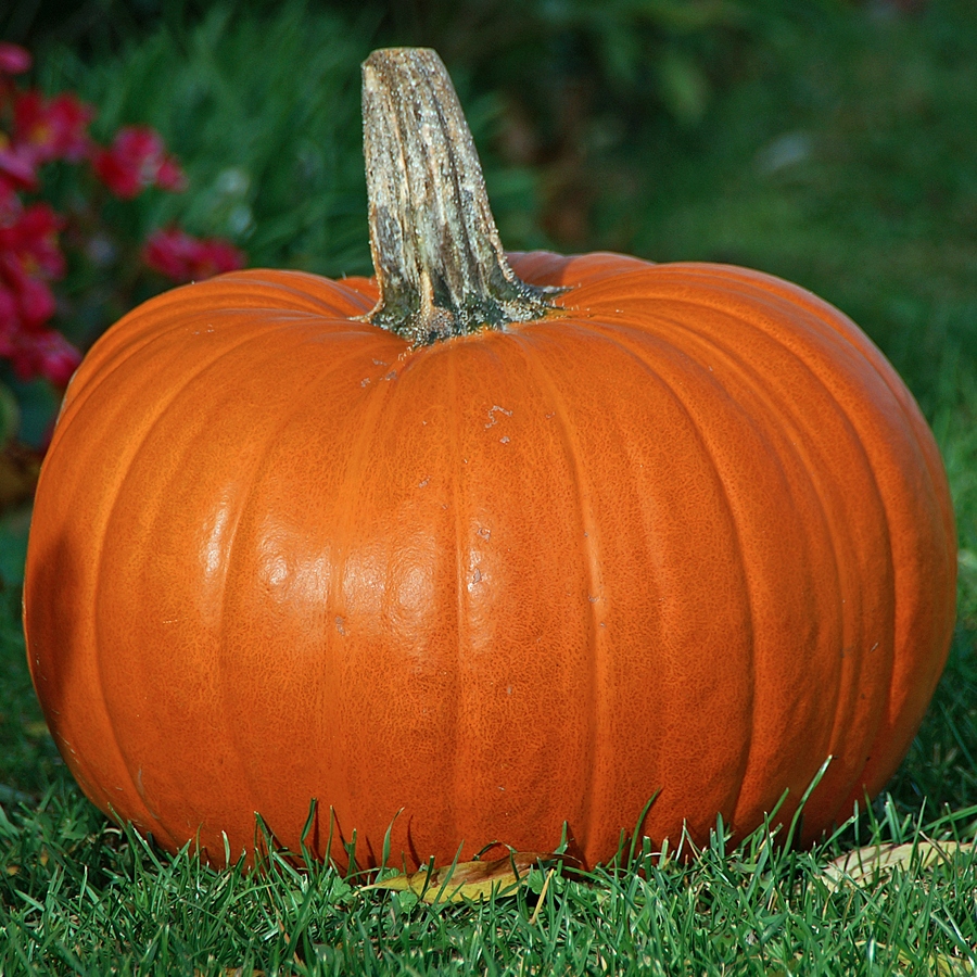 ECOBALANÇ: La calabaza