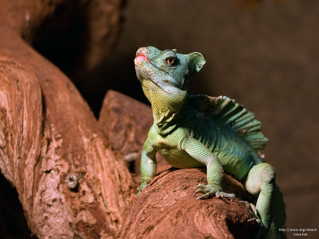 Irma's Natuurbeleving : Reptielen/ Reptiles