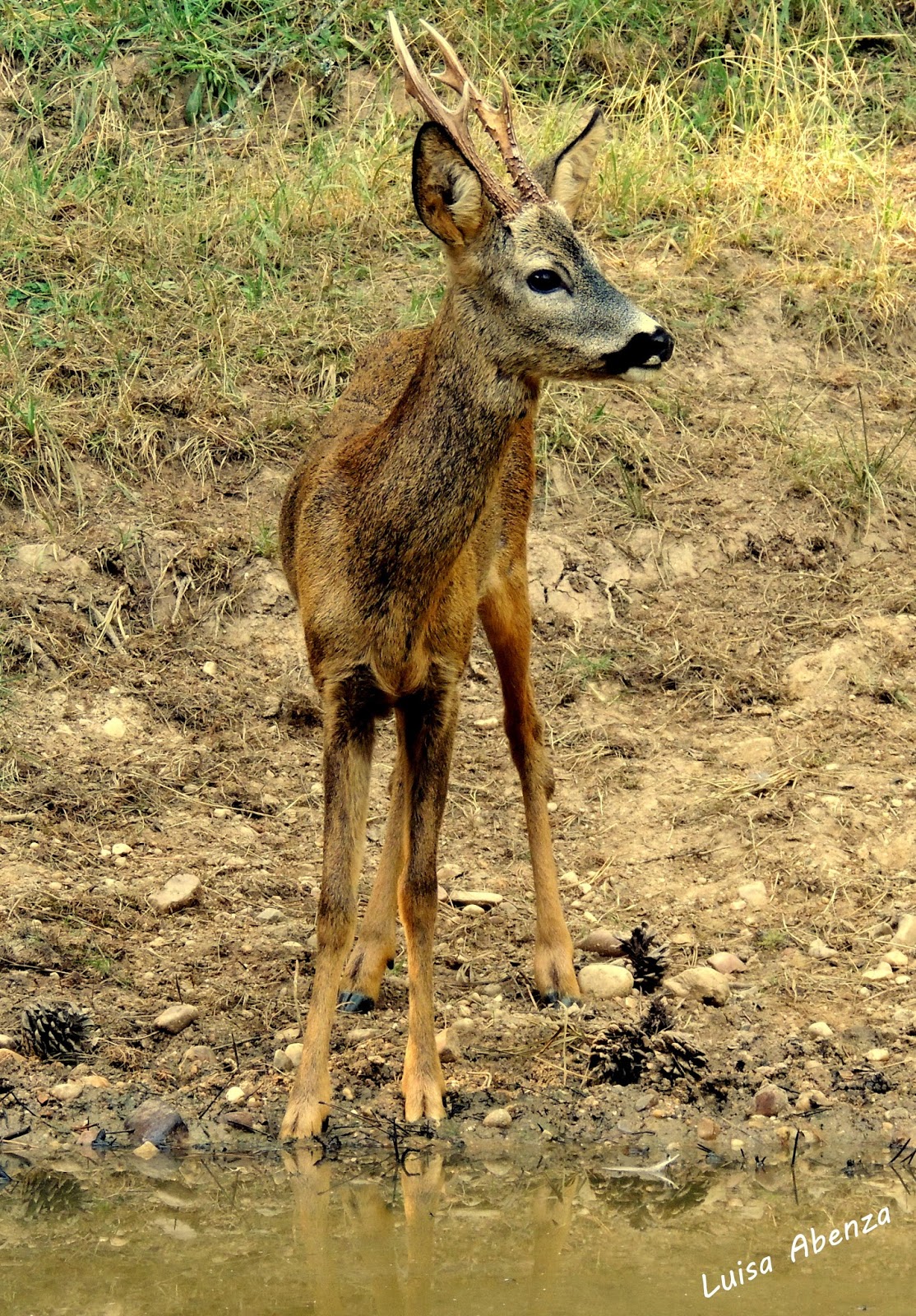 Huellas, rastros y señales: Corzo (Capreolus capreolus)