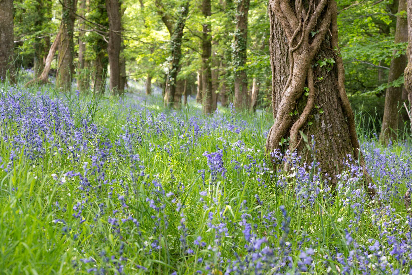 Actual Colour: Bluebell Woods Devon
