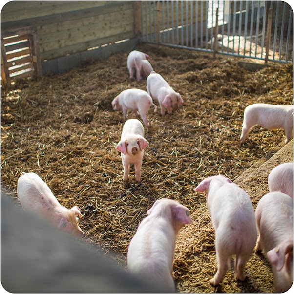 Ferme des cochons du Sillon