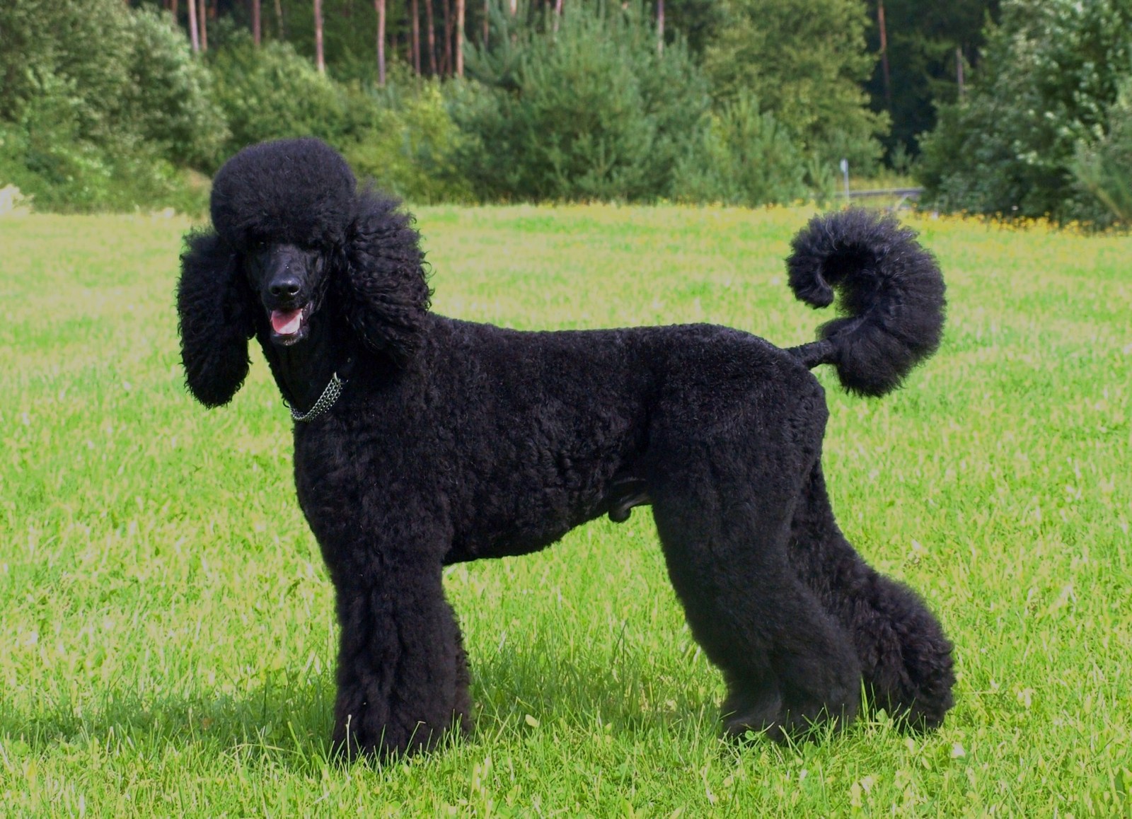 Wszystko o psach: Pudel