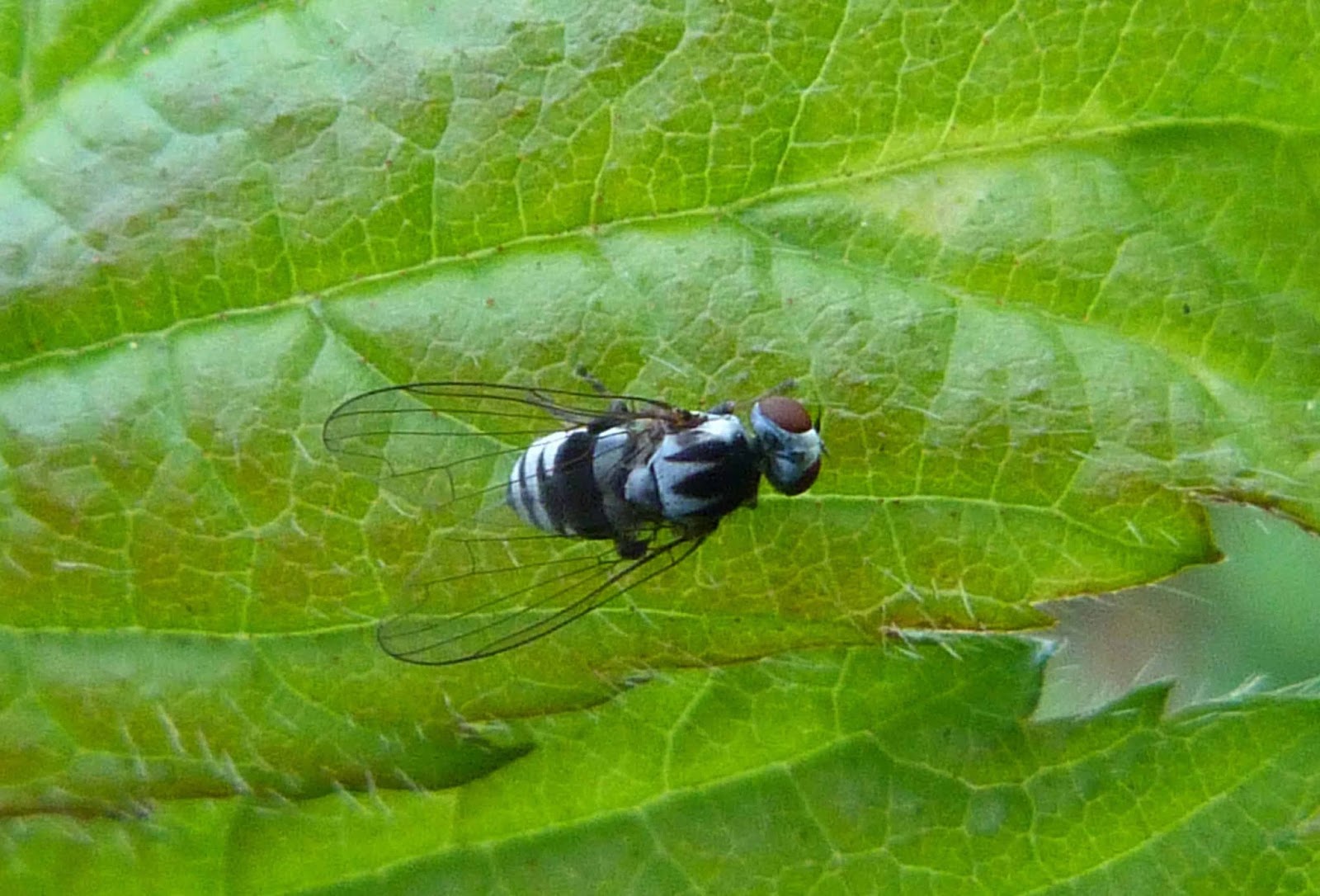 Insects of Scotland: Other Flies/Picture-wing Flies