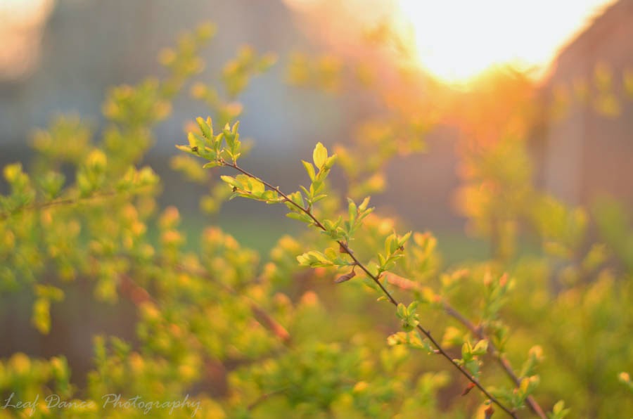 Leaf Dance Photography: This is the Feel of Spring // In Evening Light