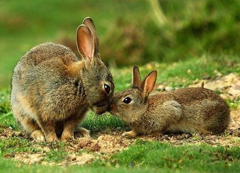Content in a Cottage: Easter Rabbits
