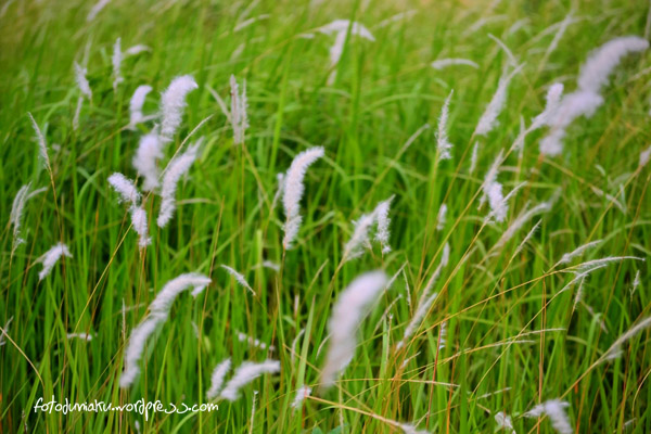 Rumput Liar | Gadis Ilalang