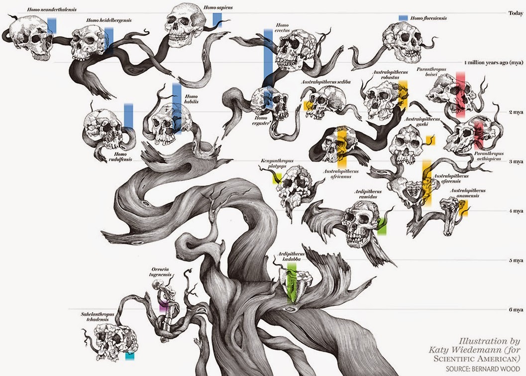 How Many Times are They Allowed to Redraw the Tree?