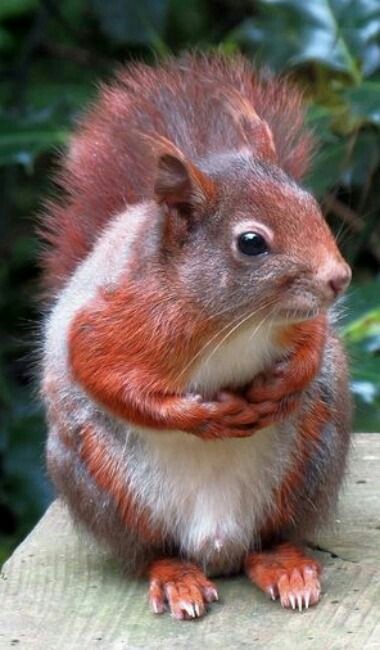 Beautiful Squirrel