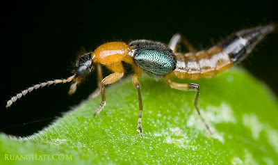 Insect Tomcat | Indahnya Berbagi