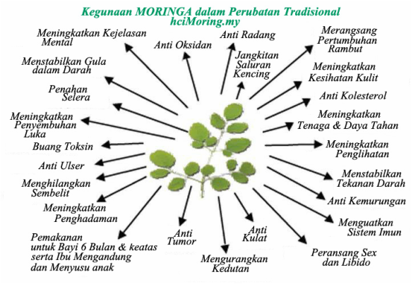 KHASIAT MORINGA UNTUK KESIHATAN