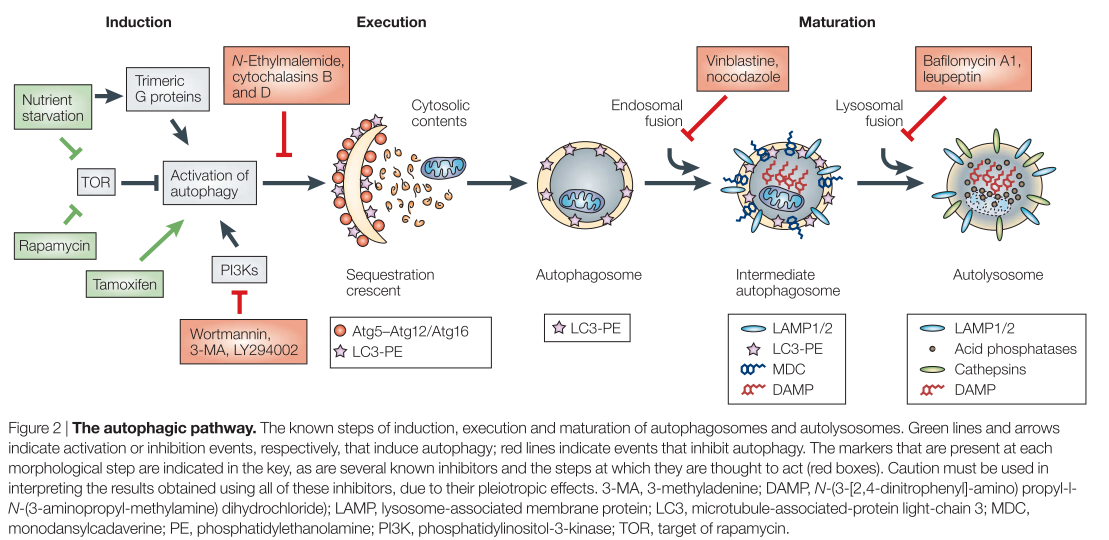Understanding Autophagy: Nobel winning concept