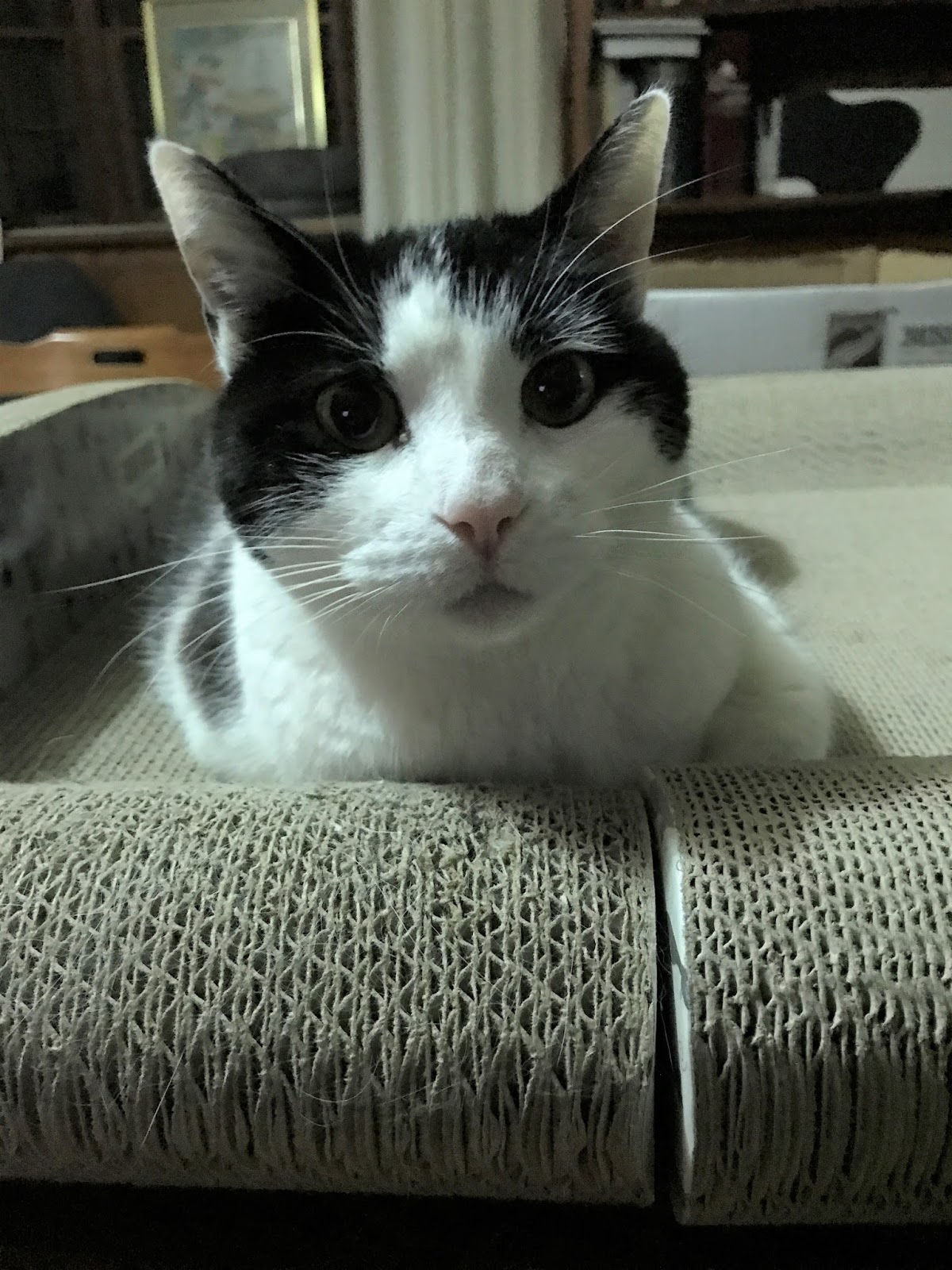 Eastside Cats: Bummer...Bummer...YAY!