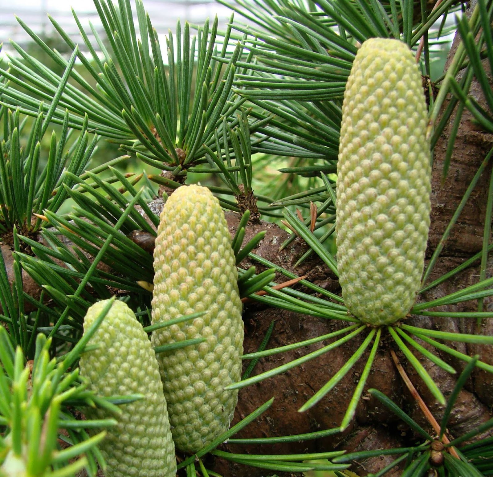 Trees Planet: Cedrus libani – Cedar of Lebanon