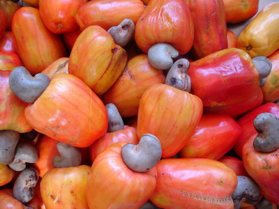 CHARANGA SOBRALENSE: A IMPORTÂNCIA DO CAJU NA ALIMENTAÇÃO