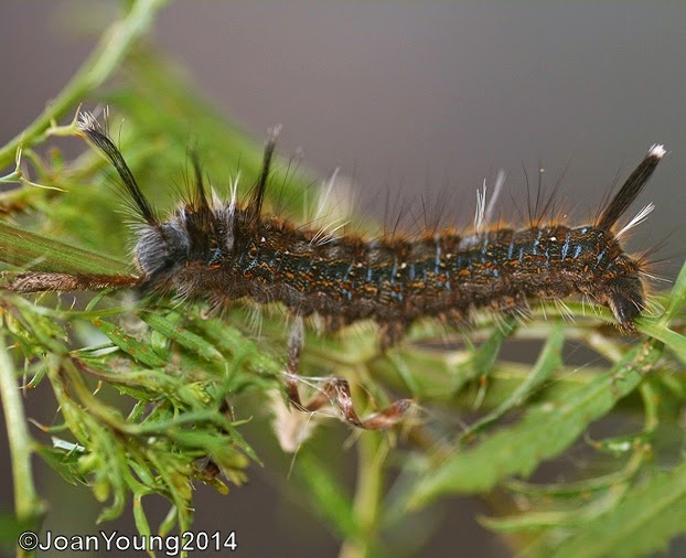 South African Photographs: Caterpillar pupa moth - Geometridae