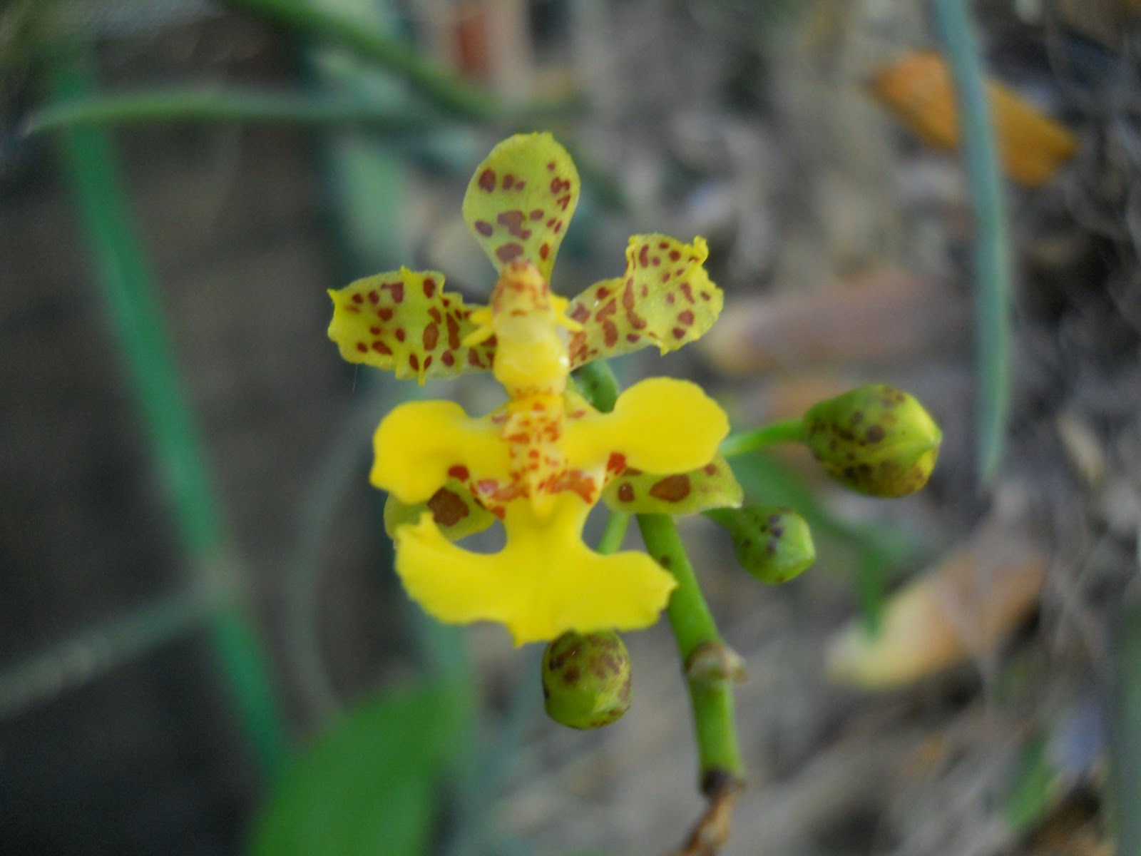 MI JARDÍN: TRICHOCENTRUM CEBOLLETA