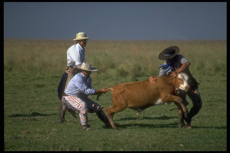 El GAUCHOGUACHO: La yerra