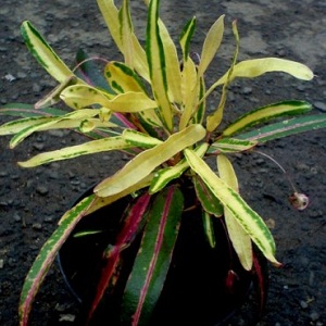 Tanaman Puring (Codiaeum variegatum) - Ganesha Flora Bali