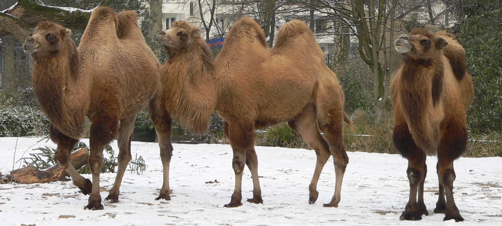 EKOGEO: UNTA : MAMALIA PADANG PASIR